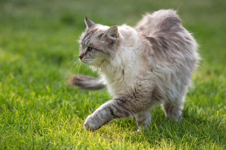 El Gato Ragdoll, una raza noble y cariñosa. - El Gato Siamés
