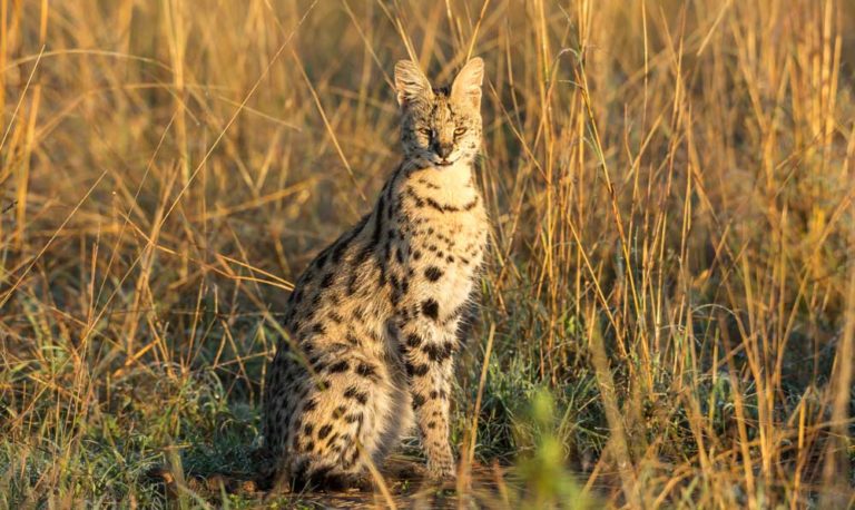Gato Savannah: El serval doméstico - El Gato Siamés